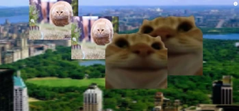 Boppity cat 2 | Boppity cat Wiki | Fandom