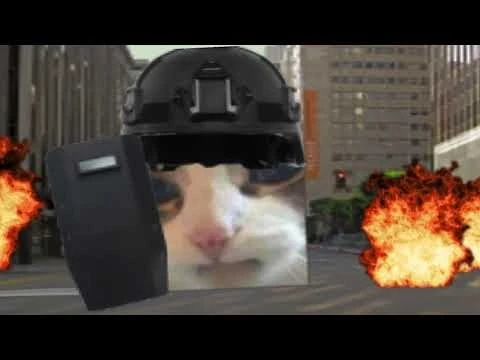 Boppity cat 34 | Boppity cat Wiki | Fandom