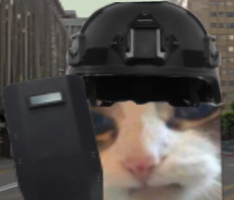 Boppity cat 34 | Boppity cat Wiki | Fandom