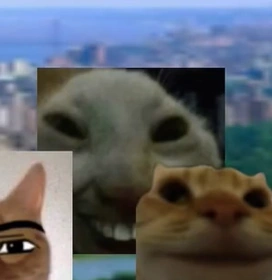 Weird Boppity cat | Boppity cat Wiki | Fandom