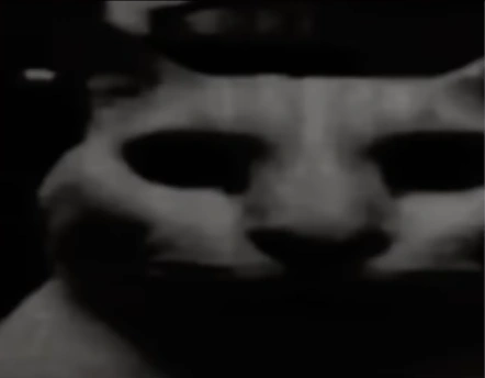 Large Boppity cat | Boppity cat Wiki | Fandom