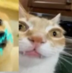 Boppity cat | Boppity cat Wiki | Fandom