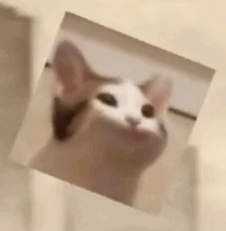 Pop Cat | Boppity cat Wiki | Fandom