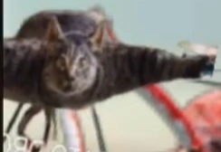 Flying Boppity Cat 2.0 | Boppity cat Wiki | Fandom