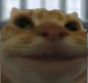 Boppity cat 9 | Boppity cat Wiki | Fandom