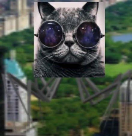 Titan Spider Boppity cat with Glasses | Boppity cat Wiki | Fandom