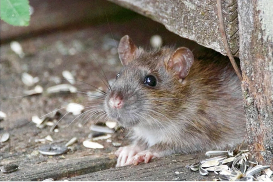 Rat Kingdom | Borb Legion Wiki | Fandom