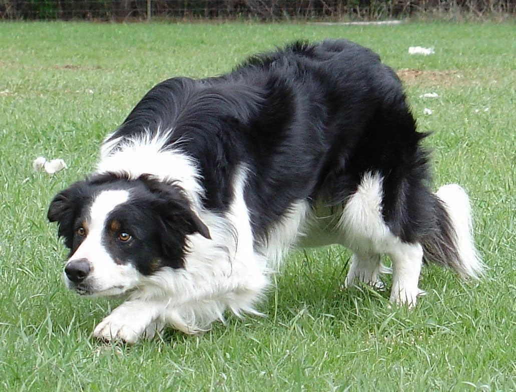 Farm Border Collies | Border-collie Wikia | Fandom
