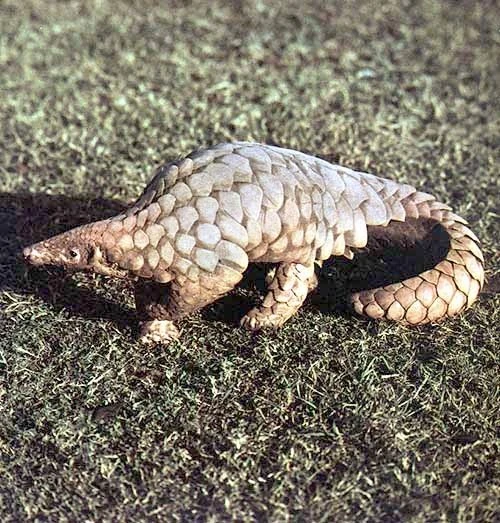 Панголин | Borderlands Wiki | Fandom