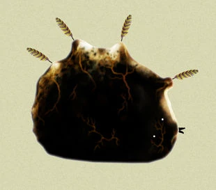 Flying Potato | Botanicula Wiki | Fandom