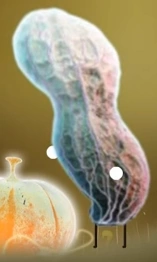 Peanut | Botanicula Wiki | Fandom