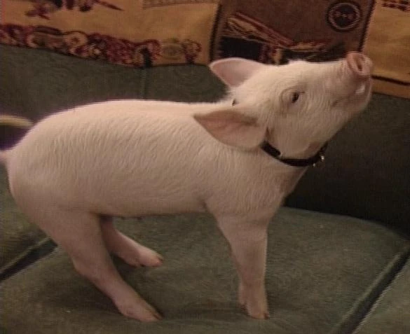 Little Cory Boy Meets World