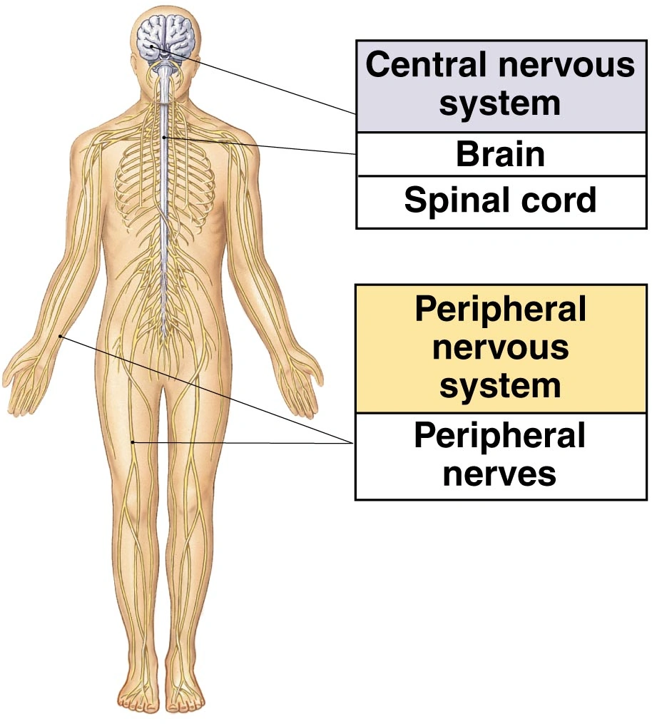 Peripheral nervous system | Brain for ai Wiki | Fandom