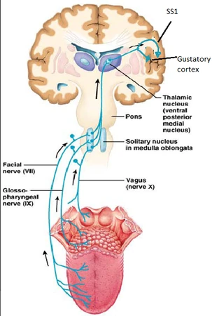 primary gustatory cortex function
