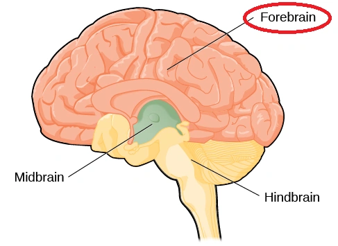 Forebrain | Brain for ai Wiki | Fandom