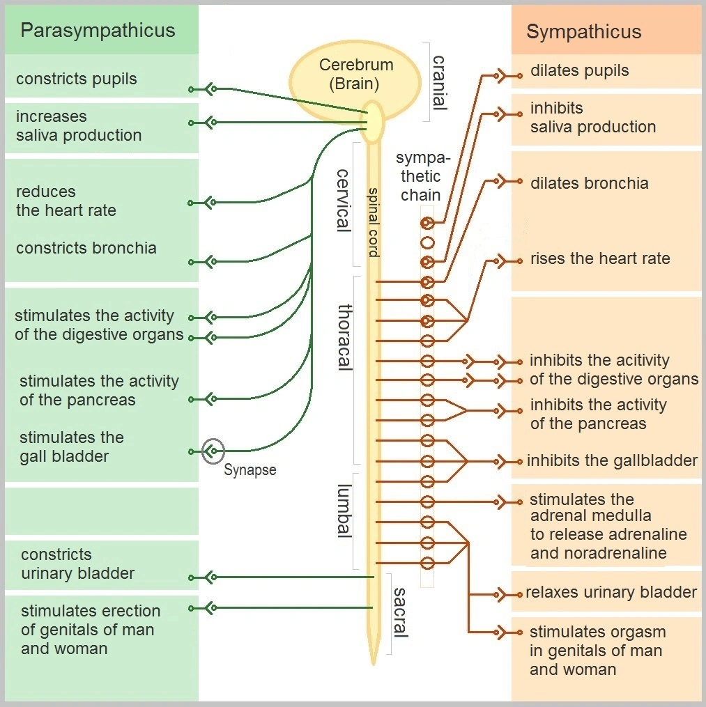 Autonomic nervous system | Brain for ai Wiki | Fandom