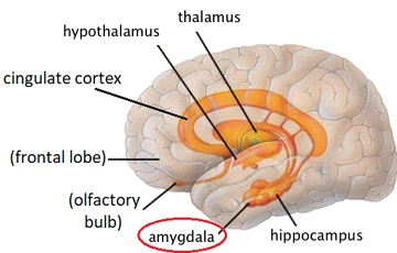amygdala locaation
