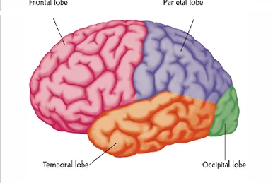 visual cortex lobe