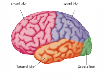 cerebral cortex lobes