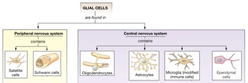 glial cells function quizlet