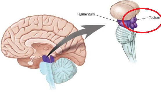Tectum In Anatomy