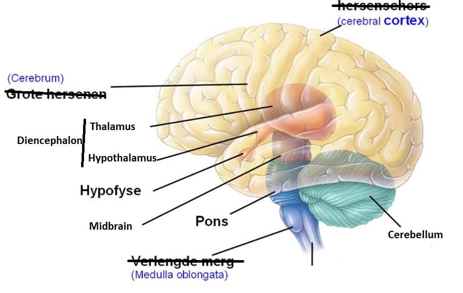 Brainstem | Brain for ai Wiki | Fandom