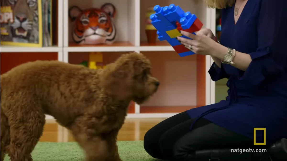 Animal vs. Human | Brain Games Wiki | Fandom