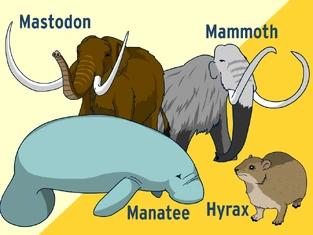 Elephants | BrainPOP Wiki | Fandom