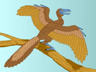 Birds | BrainPOP Wiki | Fandom