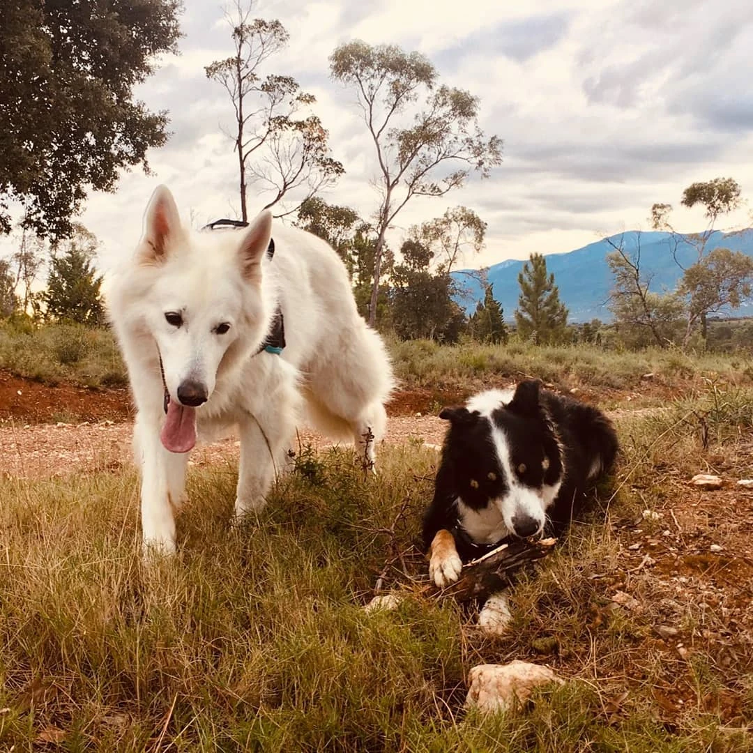 Les bestioles de Flèche de Nuit | Wiki Braise, Étincelle, Flamme, Feu ...