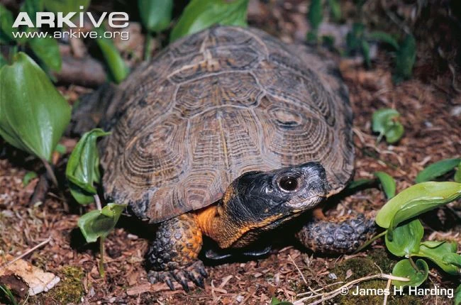Wood Turtle | Brand New Animals Wiki | Fandom