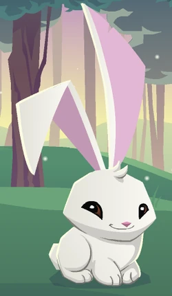 European Rabbit Bbc Animals Wiki Fandom