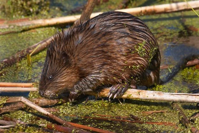 Muskrat | Brand New Animals Wiki | Fandom
