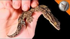 Two-Tailed Gecko! | Brave Wilderness Wiki | Fandom