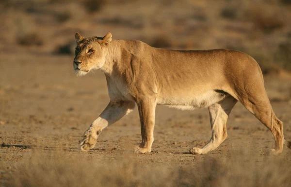 Tenacious | Bravelands Wiki | Fandom