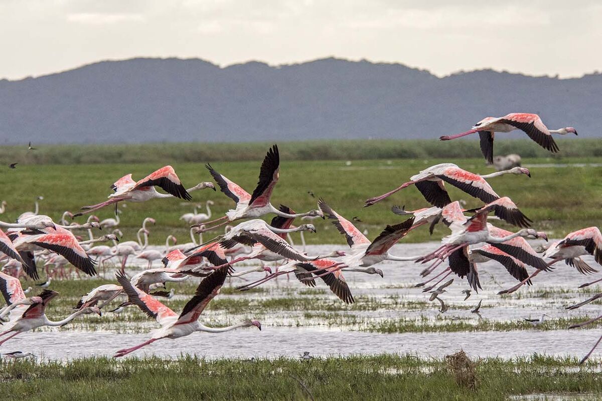 Flamingos Bravelands Wiki Fandom