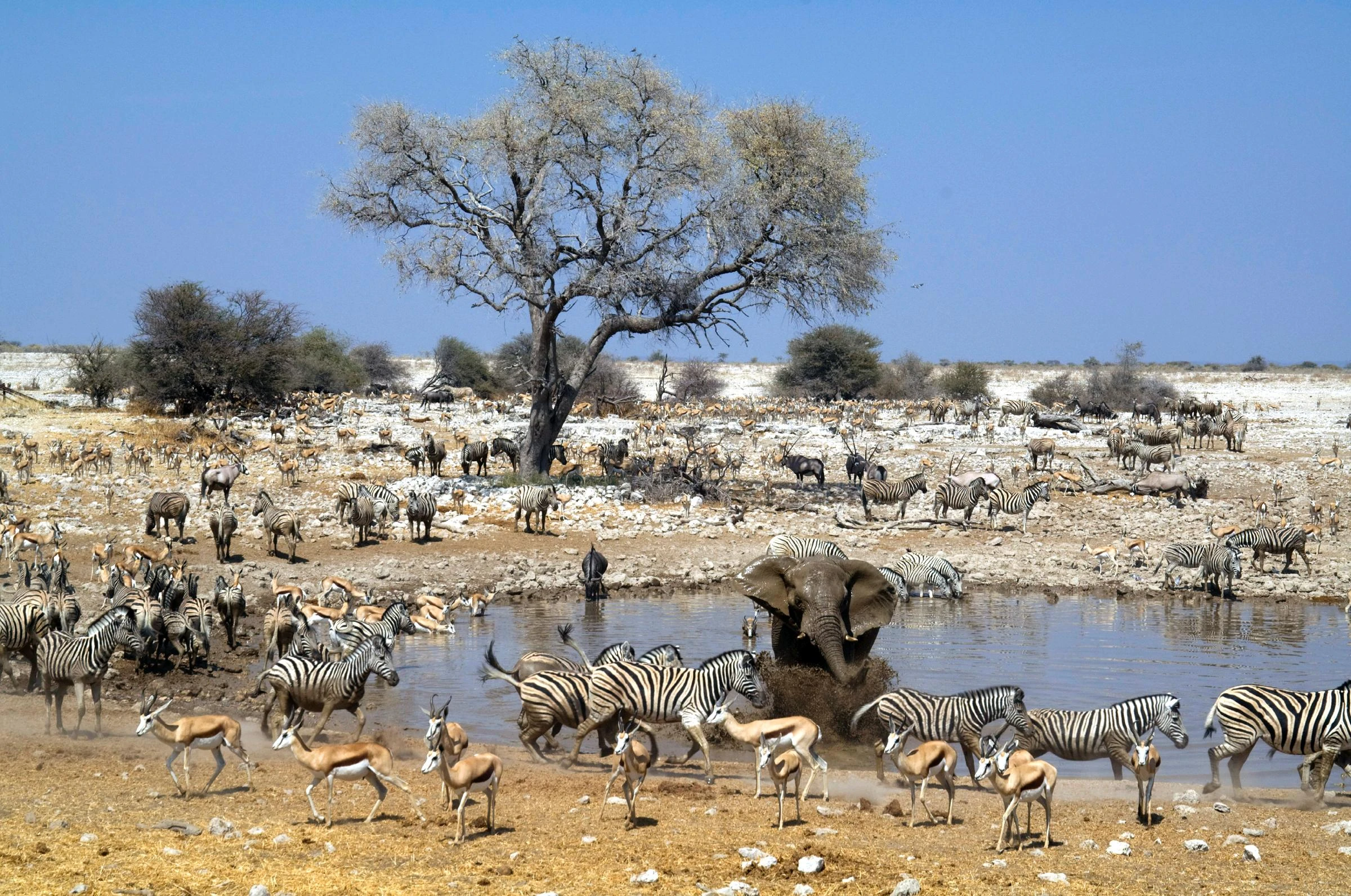 Animal Community