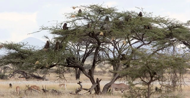 Tall Trees | Bravelands Wiki | Fandom