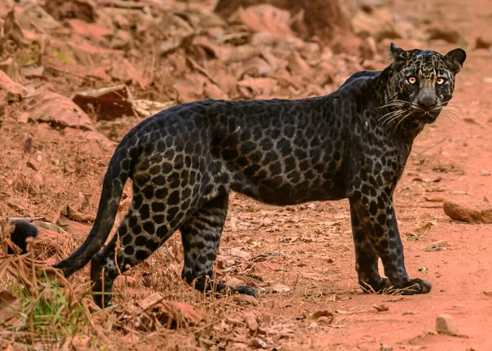 Shadow | Bravelands Wiki | Fandom