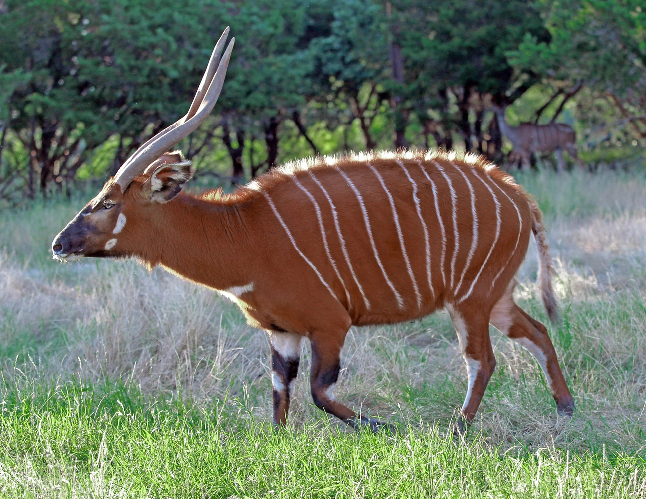 Female Bongo Antelope