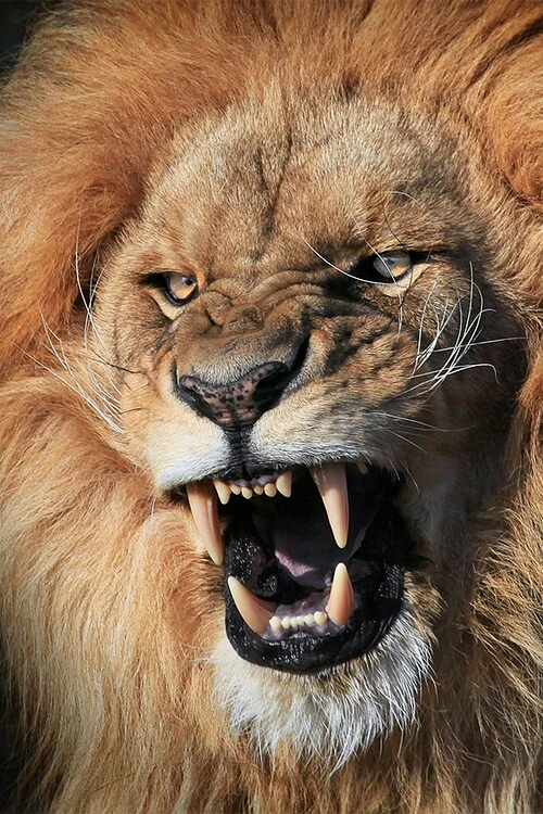 Strongpride | Bravelands Wiki | Fandom