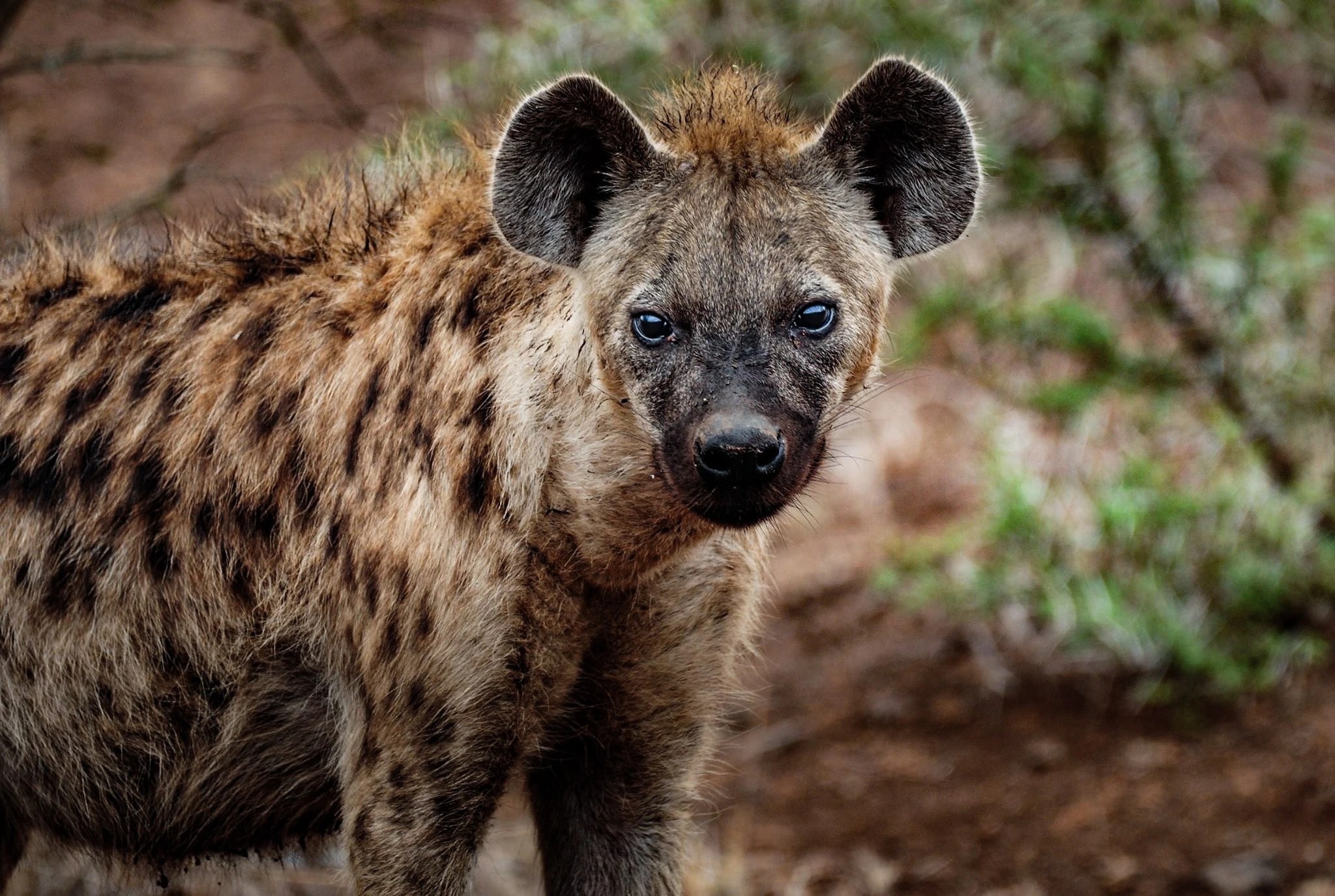 Hyenas With Broken Jaws