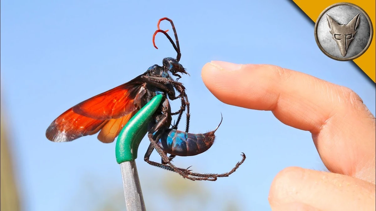 Tarantula Hawk | Brave Wilderness Wiki | Fandom