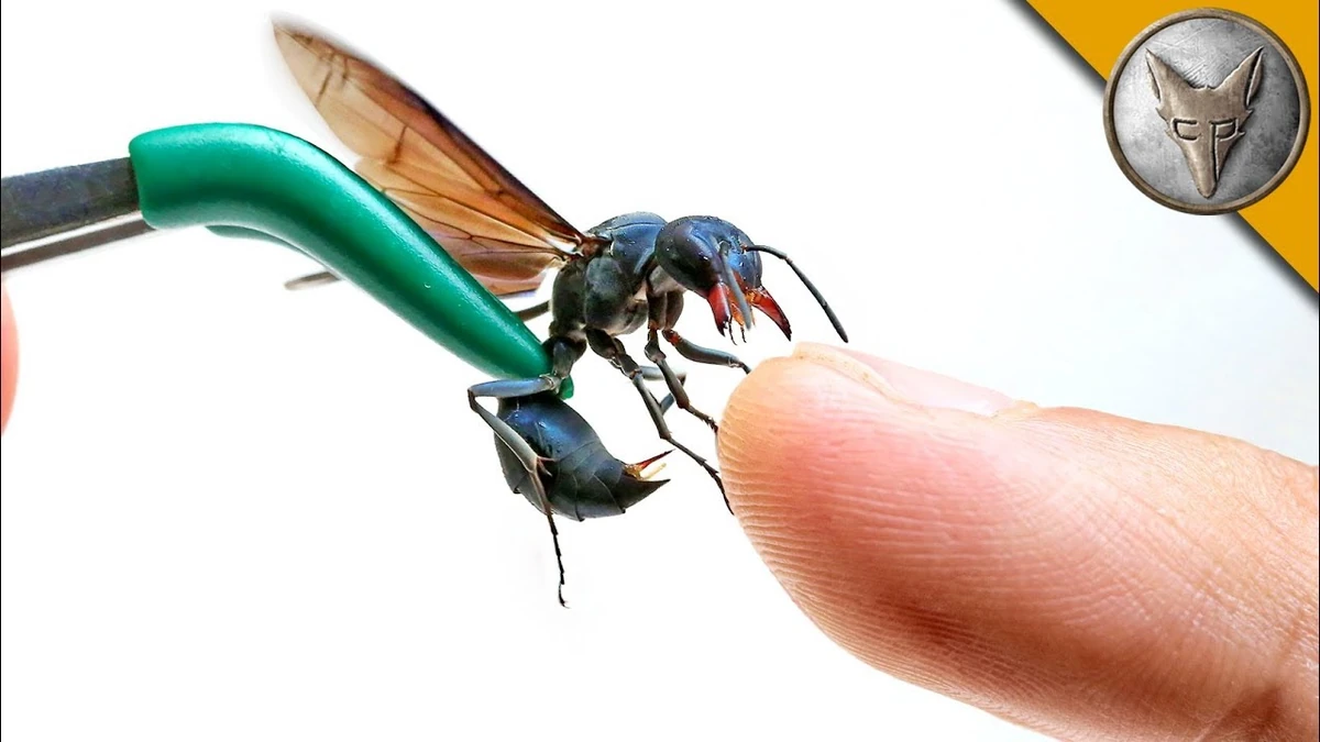 Warrior Wasp | Brave Wilderness Wiki | Fandom