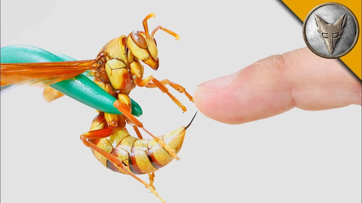 Executioner Wasp | Brave Wilderness Wiki | Fandom