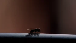 Fly (insect) | Breaking Bad Wiki | Fandom