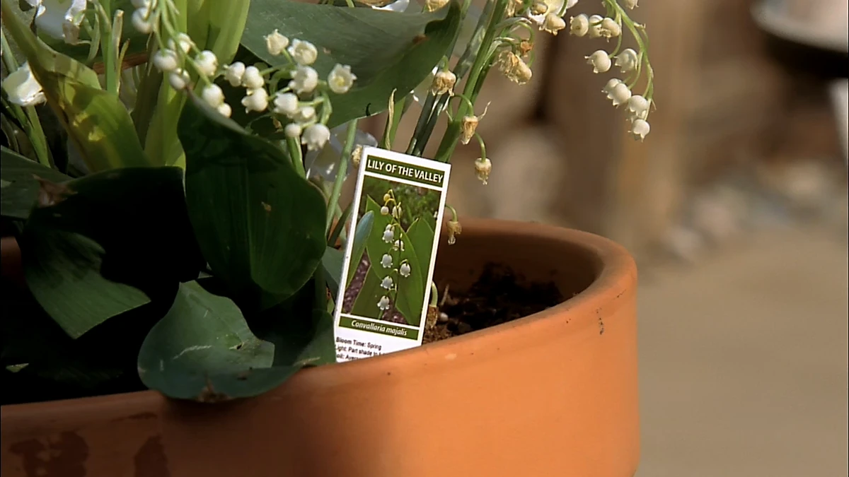 Lily of the Valley | Breaking Bad Wiki | Fandom