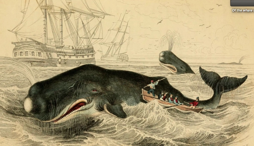 Whales | Alternate Puritan Pagan universe Wiki | Fandom