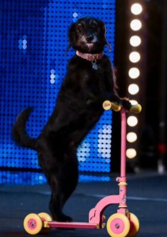 Millie The Dog | Britain's Got Talent Wiki | Fandom