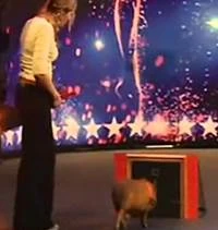 Rupert the Pig | Britain's Got Talent Wiki | Fandom